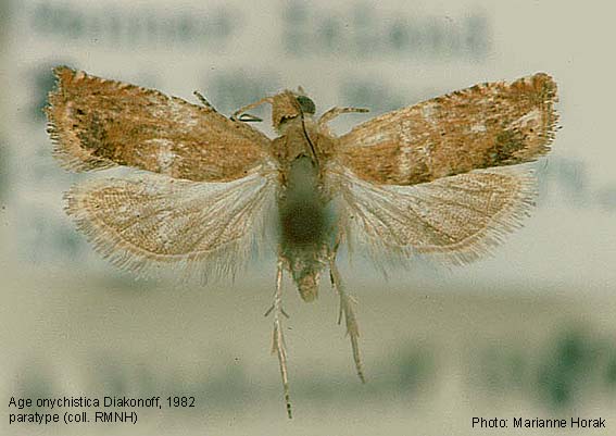 Age onychistica - Wikipedia